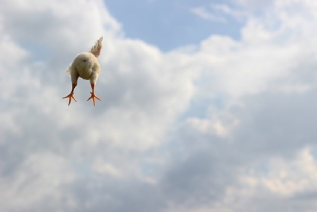 Jim Tamm na ZŠEM-u otkriva što možemo naučiti od kokoši